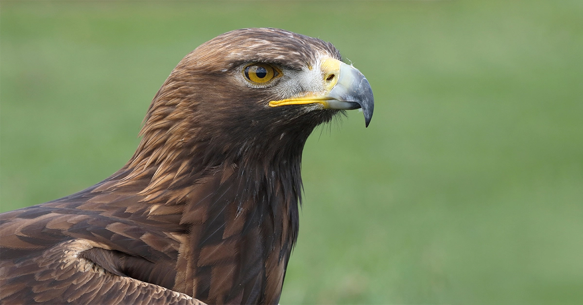 USFWS Issues Rule Revising Eagle Take Permit Regulations and ...